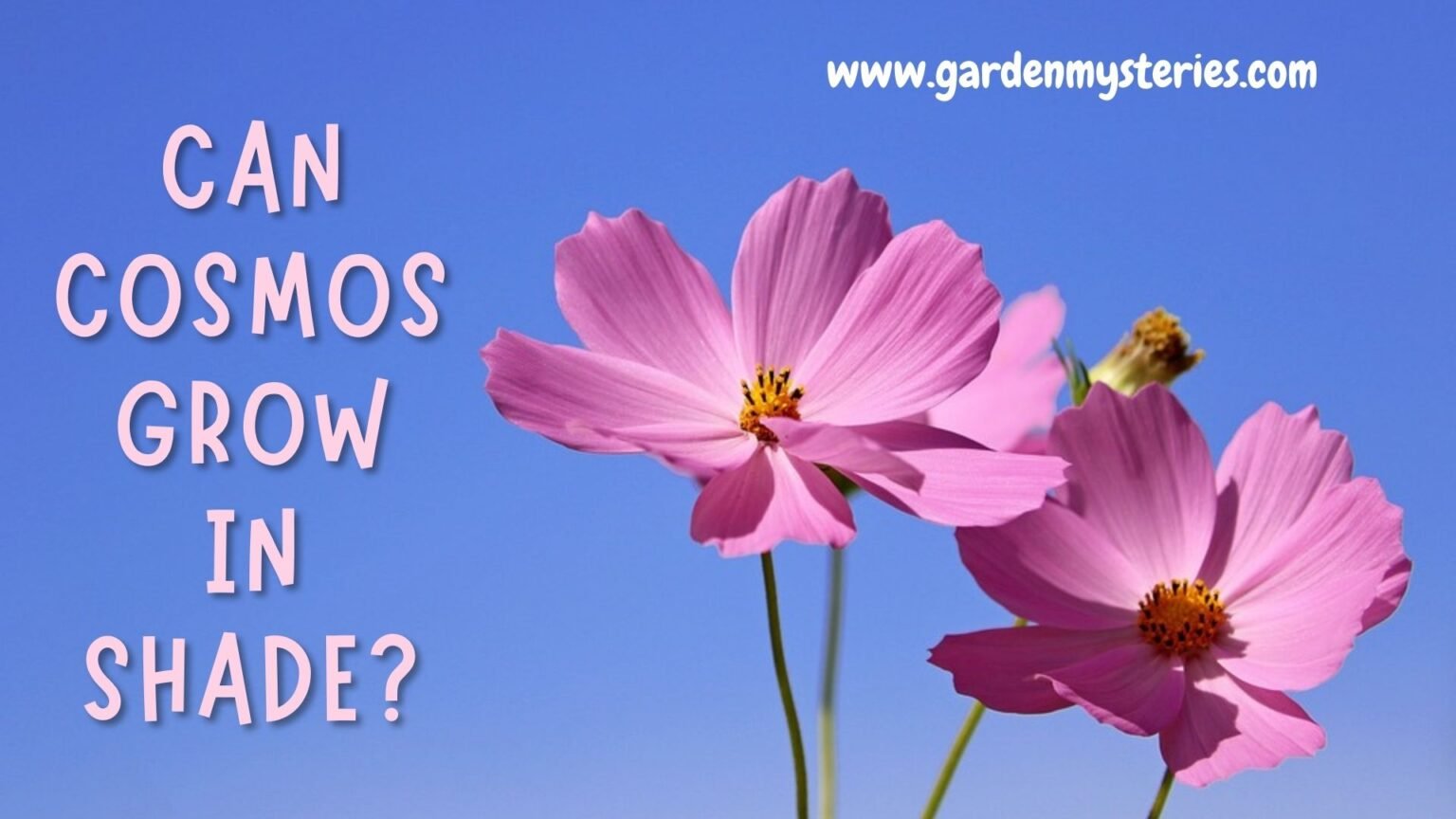 Will Cosmos Grow in Shade? Light Needs Explained
