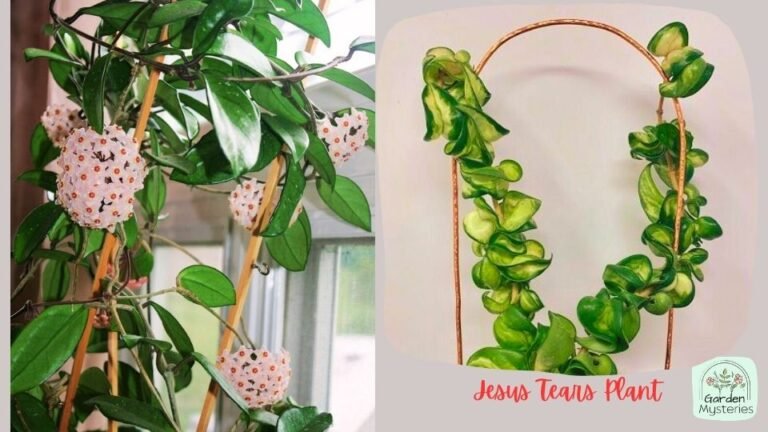 Jesus Tears Plant: Everything You Need to Know About - Garden Mysteries